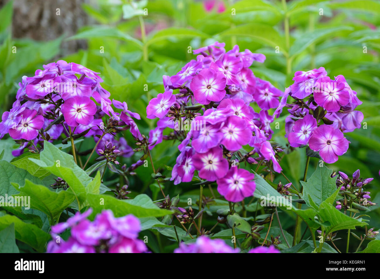 closeup of beautiful purple red colored flowers with blur background ...