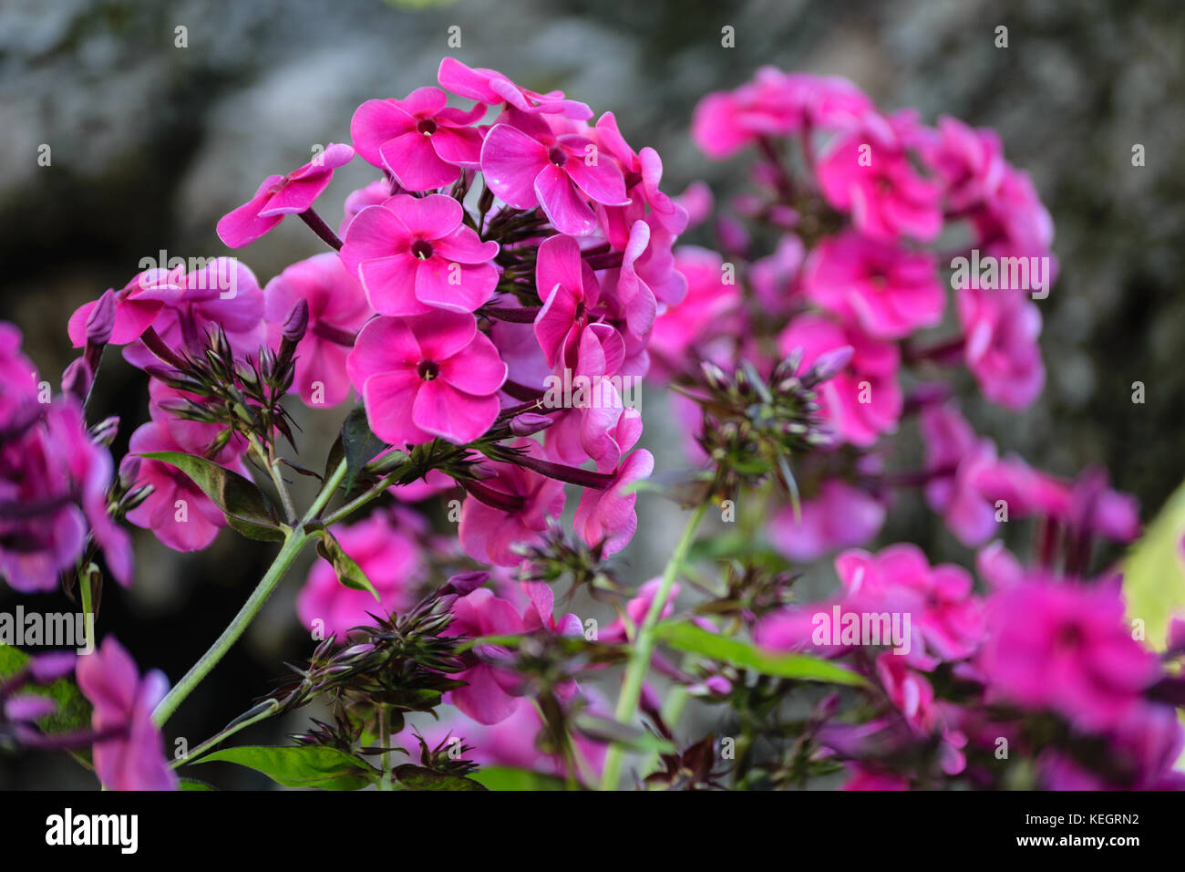 closeup of beautiful purple red colored flowers with blur background ...