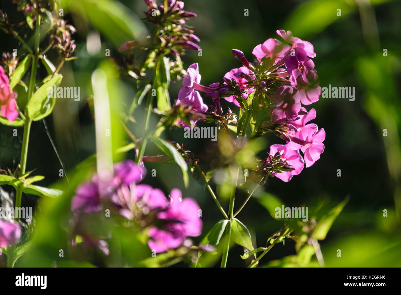 closeup of beautiful purple red colored flowers with blur background ...