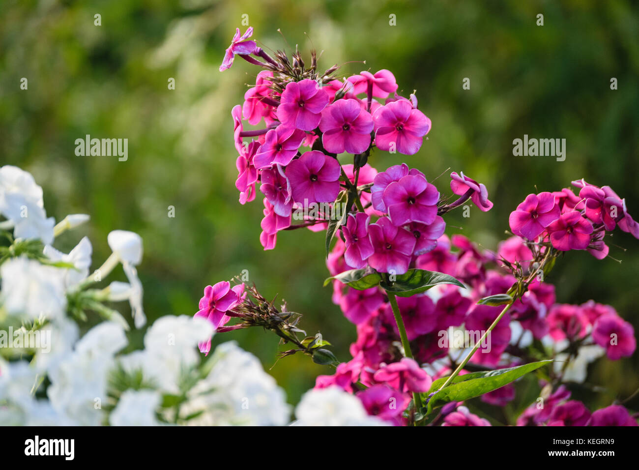 closeup of beautiful purple red colored flowers with blur background ...