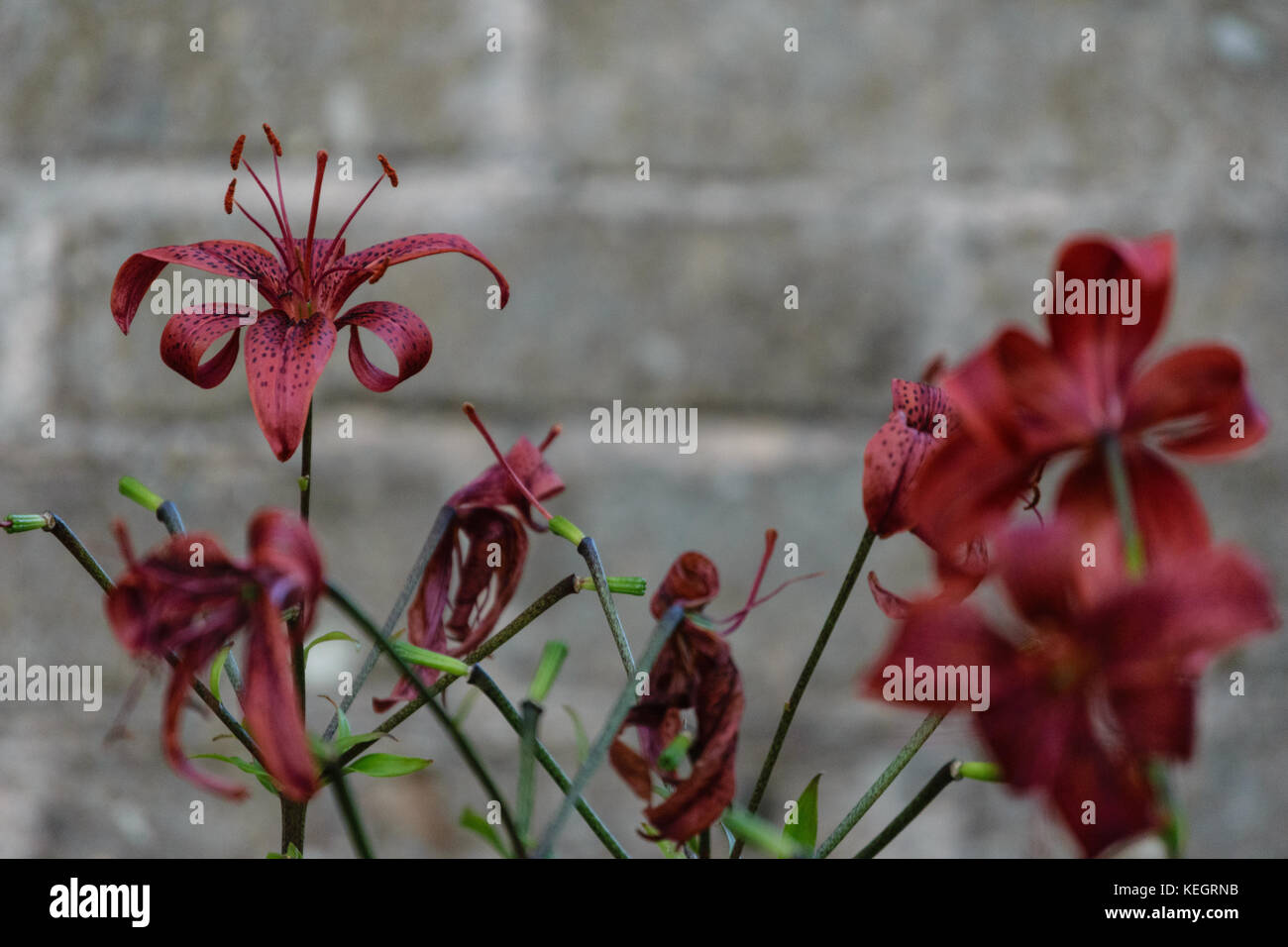 closeup of beautiful purple red colored flowers with blur background ...