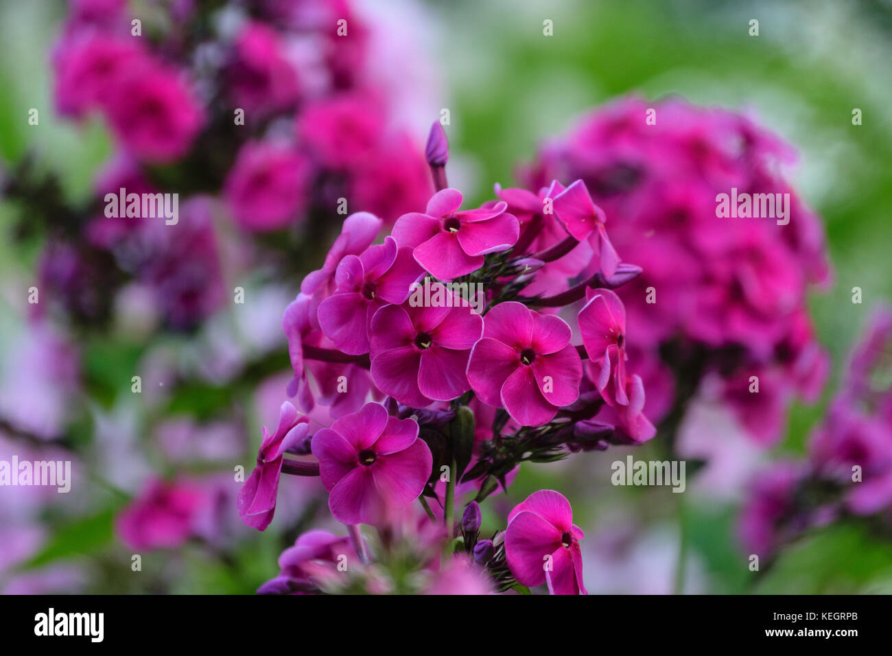 closeup of beautiful purple red colored flowers with blur background ...