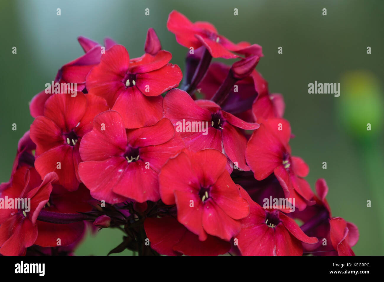 closeup of beautiful purple red colored flowers with blur background ...