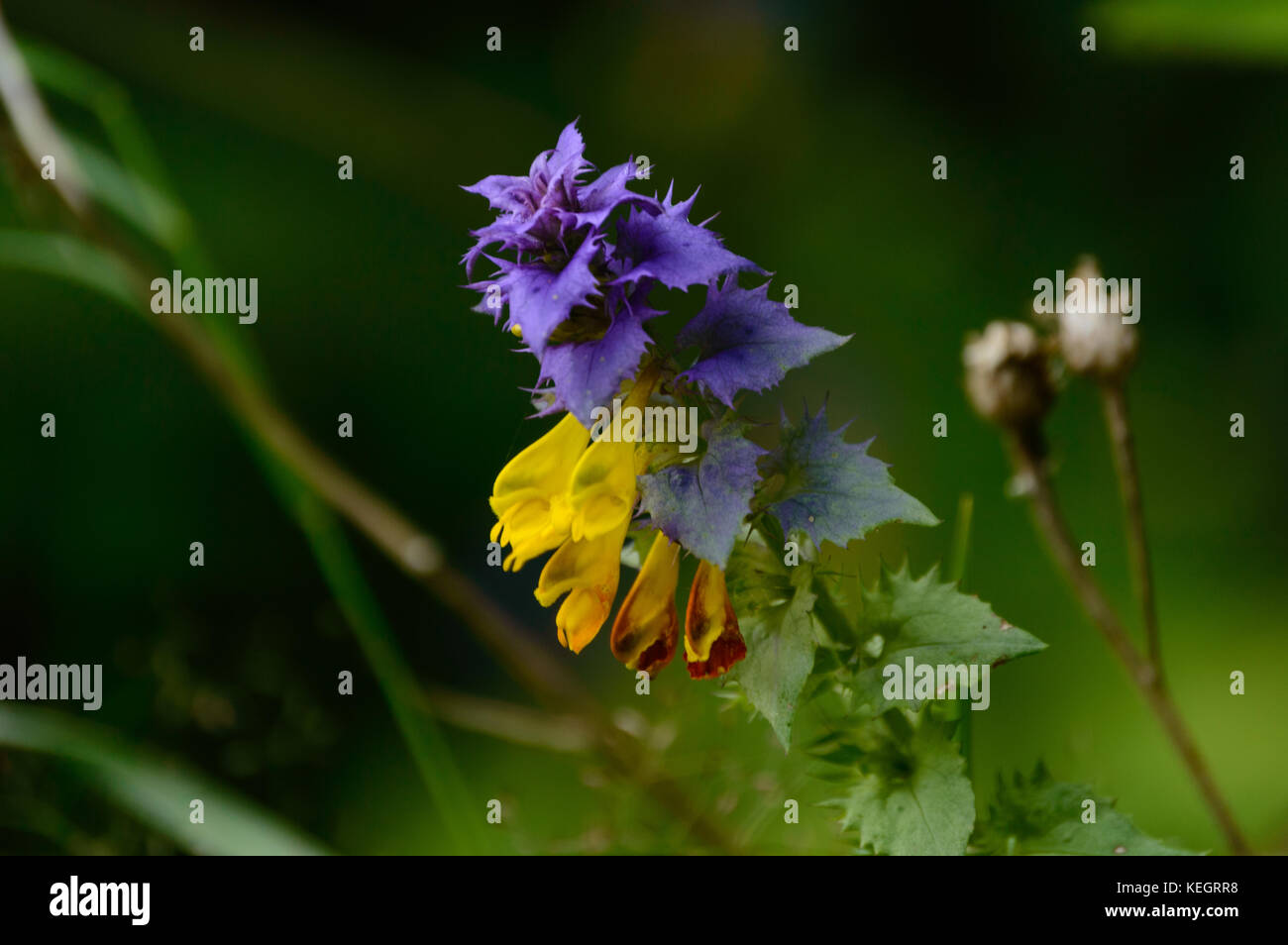 closeup of beautiful purple red colored flowers with blur background ...