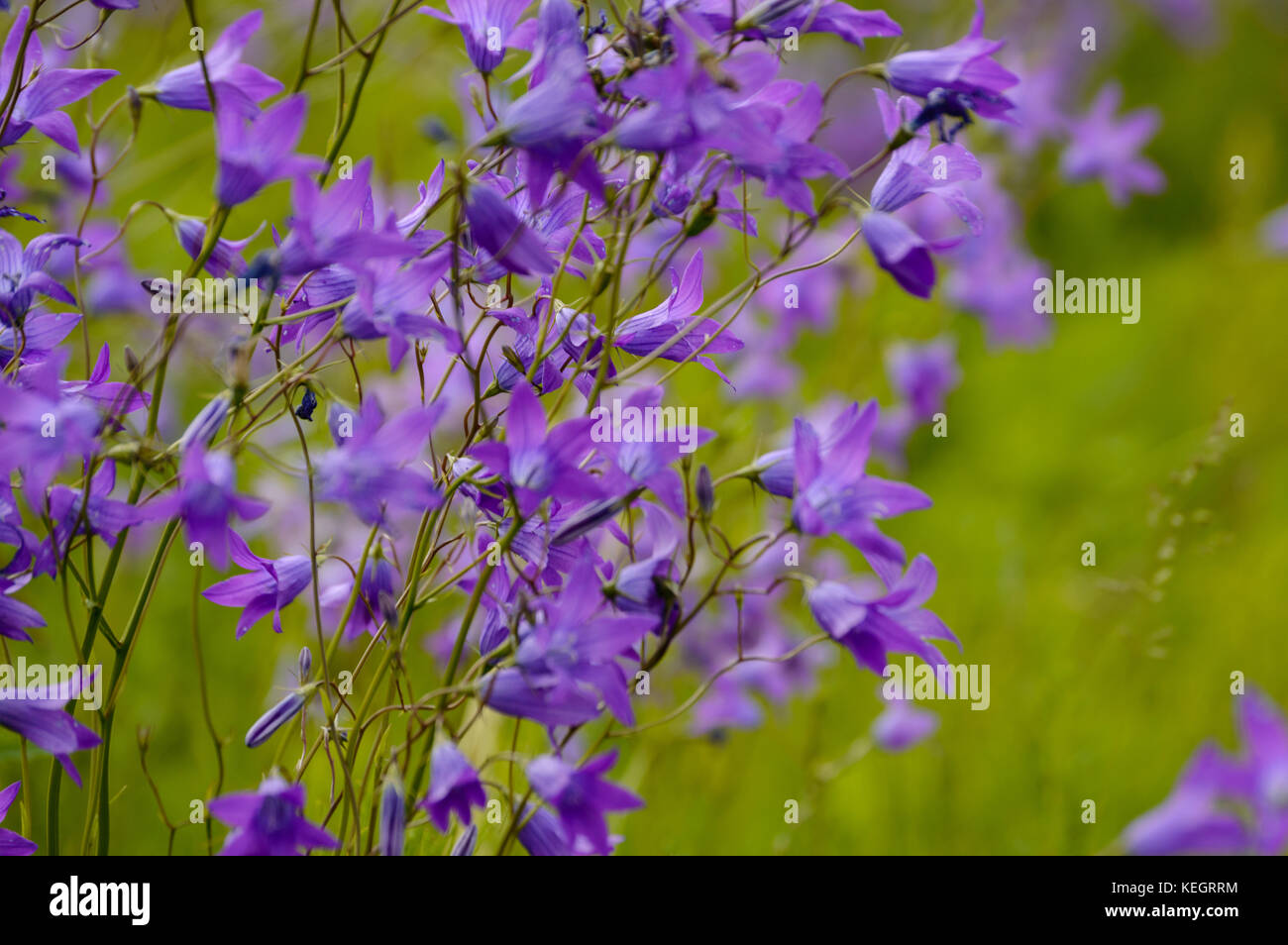 closeup of beautiful purple red colored flowers with blur background ...
