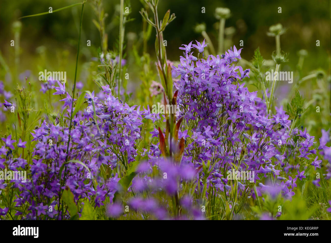 closeup of beautiful purple red colored flowers with blur background ...