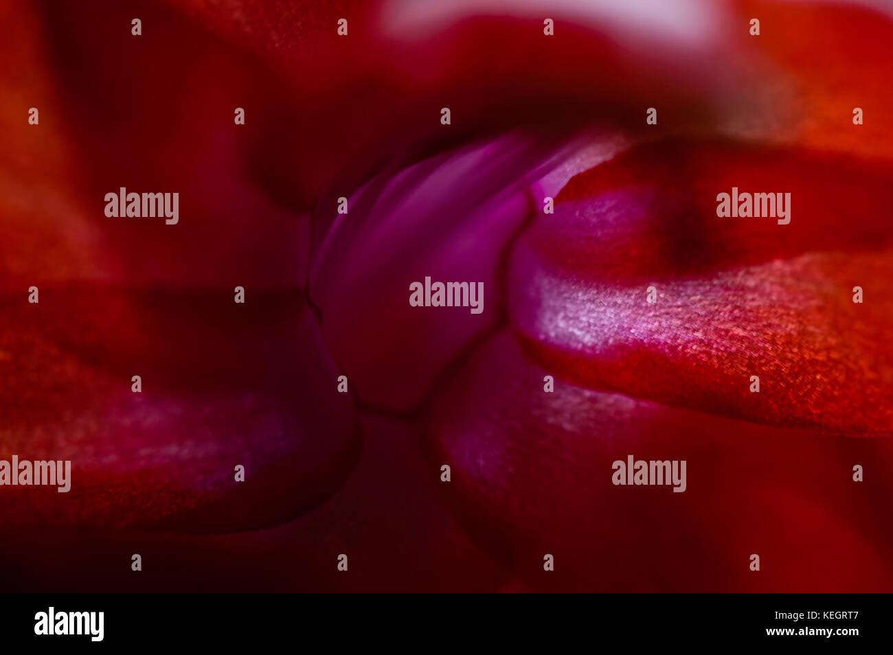 closeup of beautiful red colored flowers with blur background nature ...