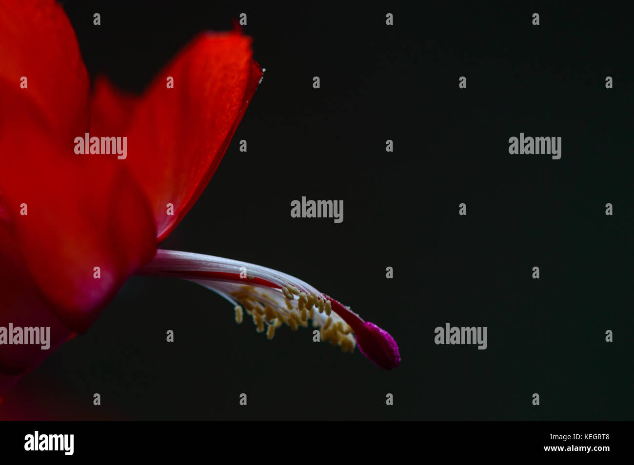 closeup of beautiful red colored flowers with blur background nature ...