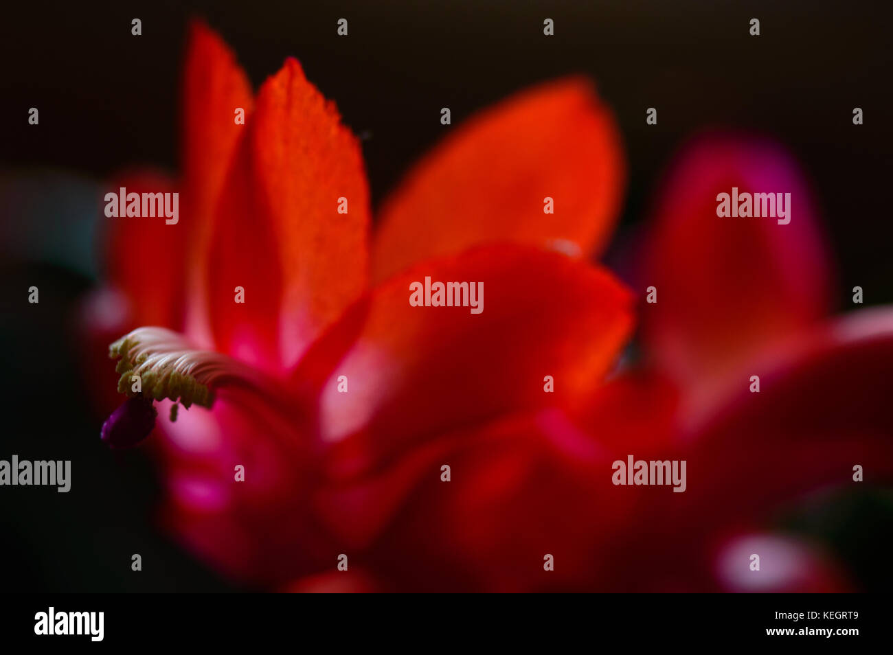 closeup of beautiful red colored flowers with blur background nature ...