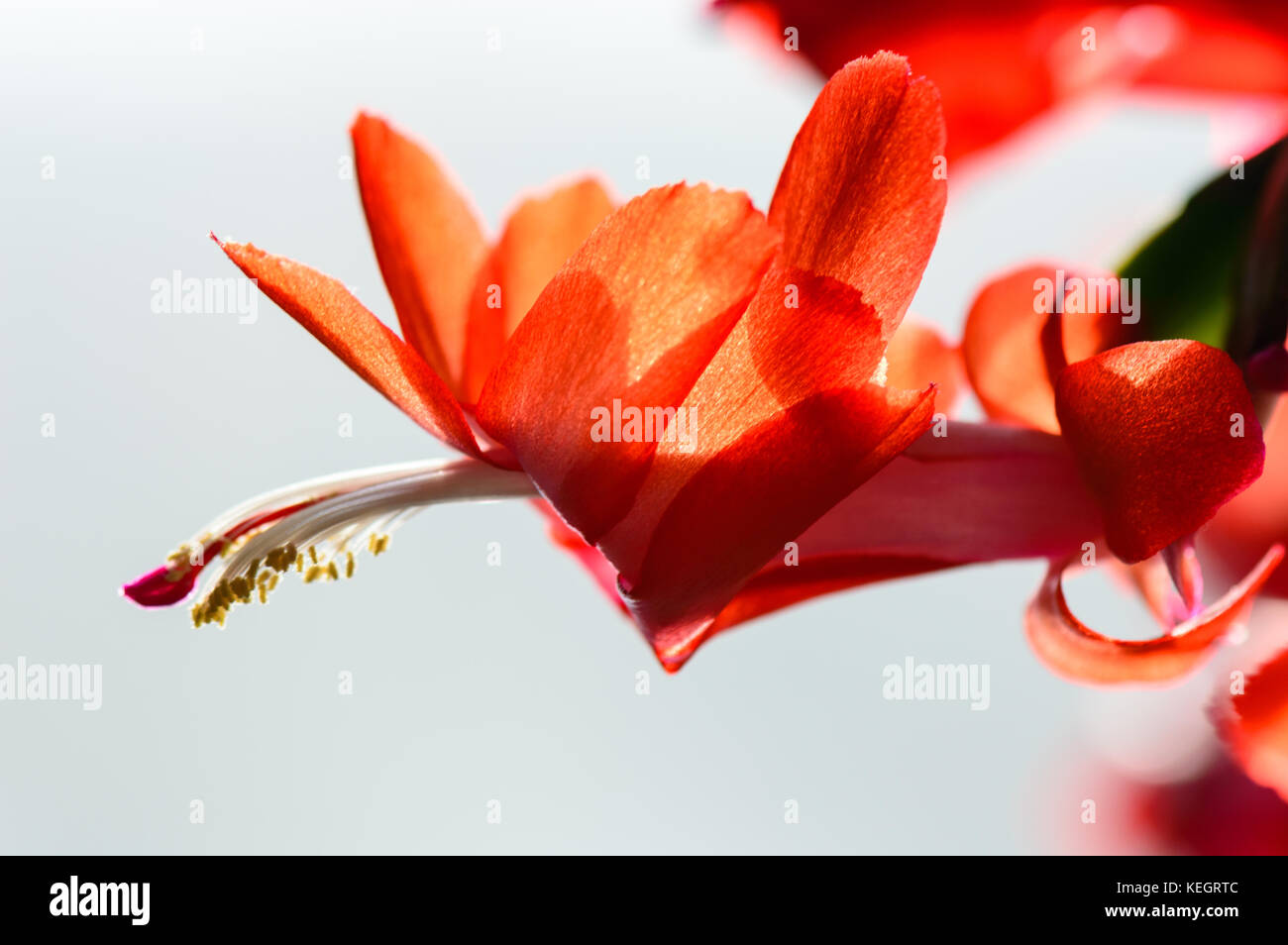 closeup of beautiful red colored flowers with blur background nature ...