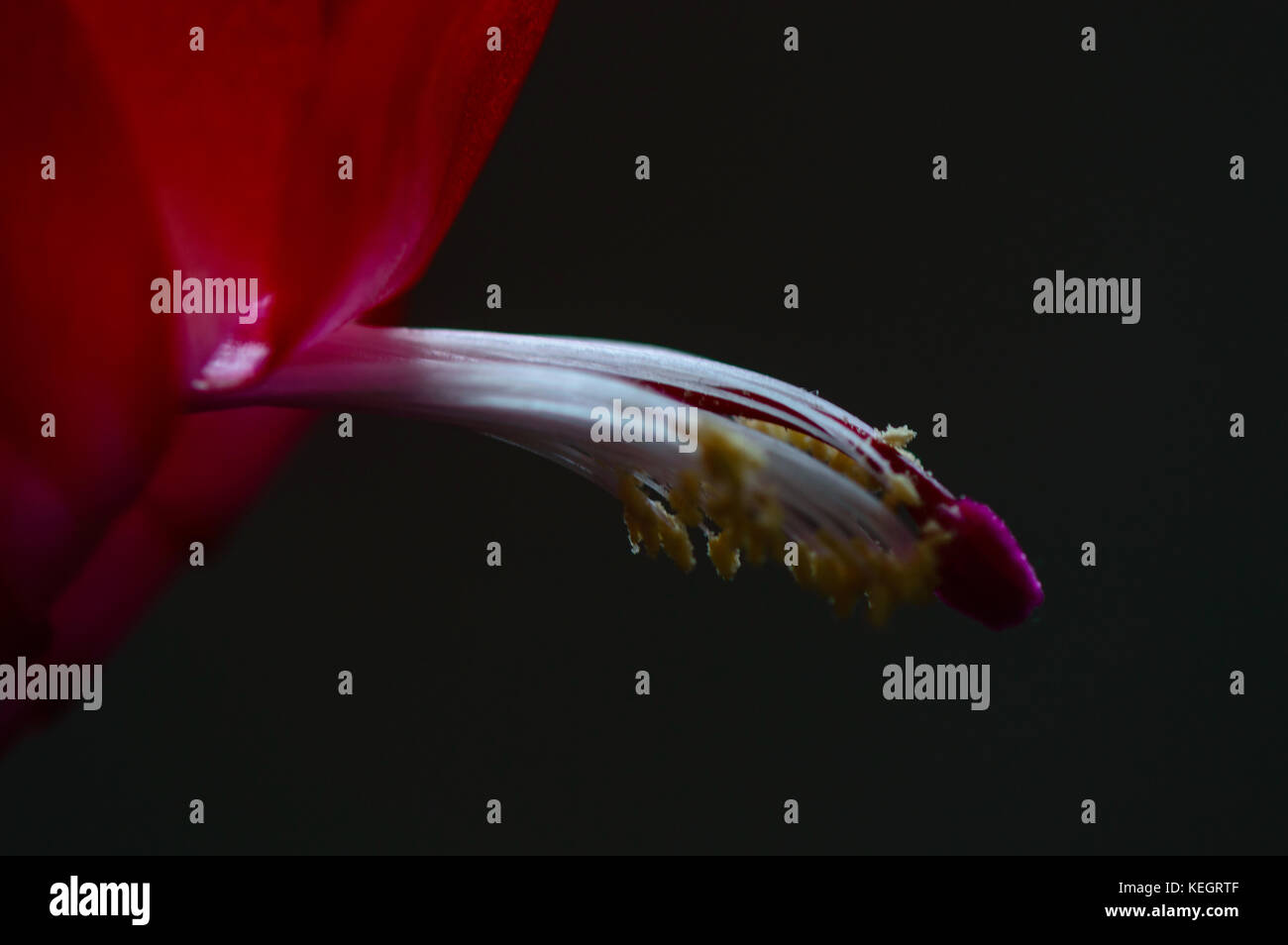 closeup of beautiful red colored flowers with blur background nature ...