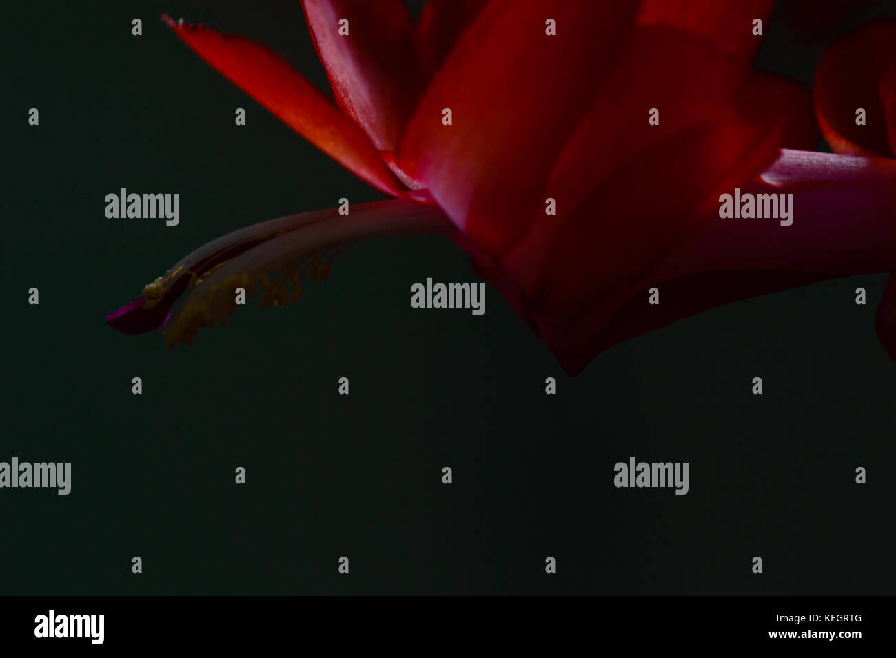 closeup of beautiful red colored flowers with blur background nature ...