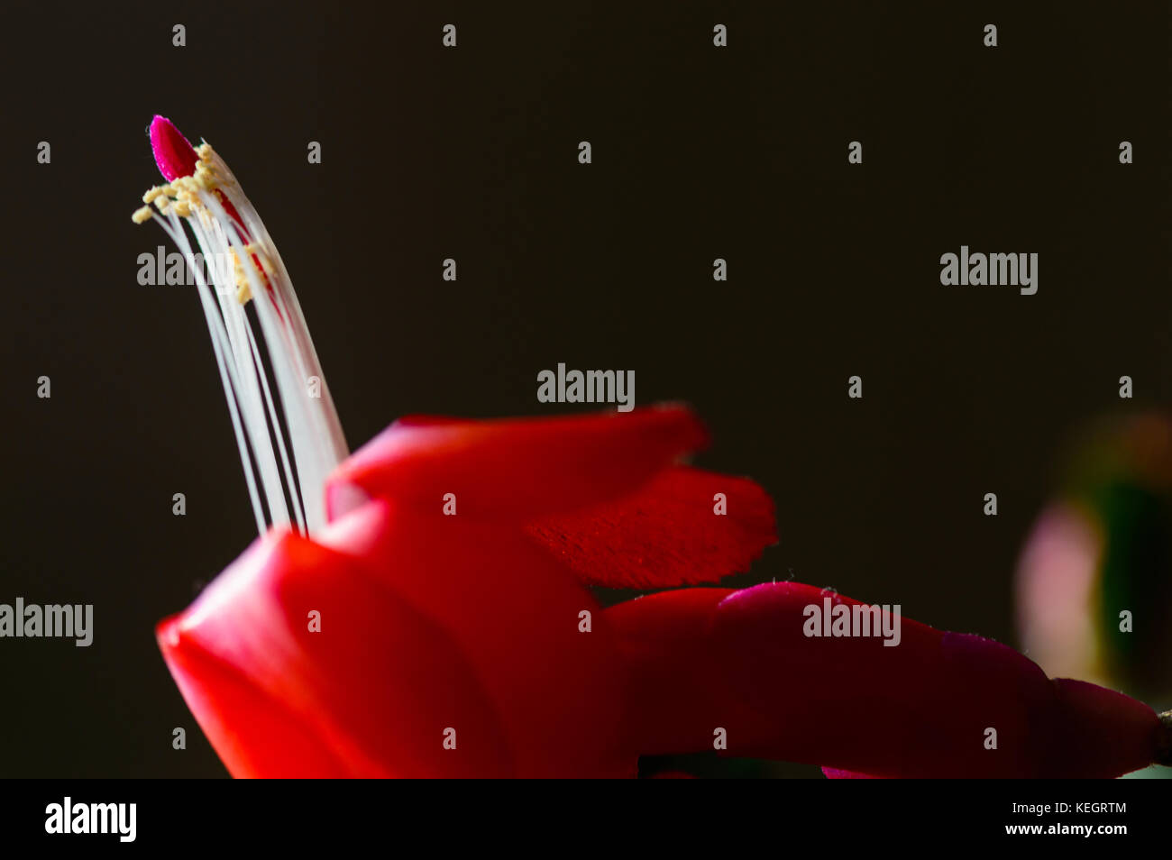 closeup of beautiful red colored flowers with blur background nature ...
