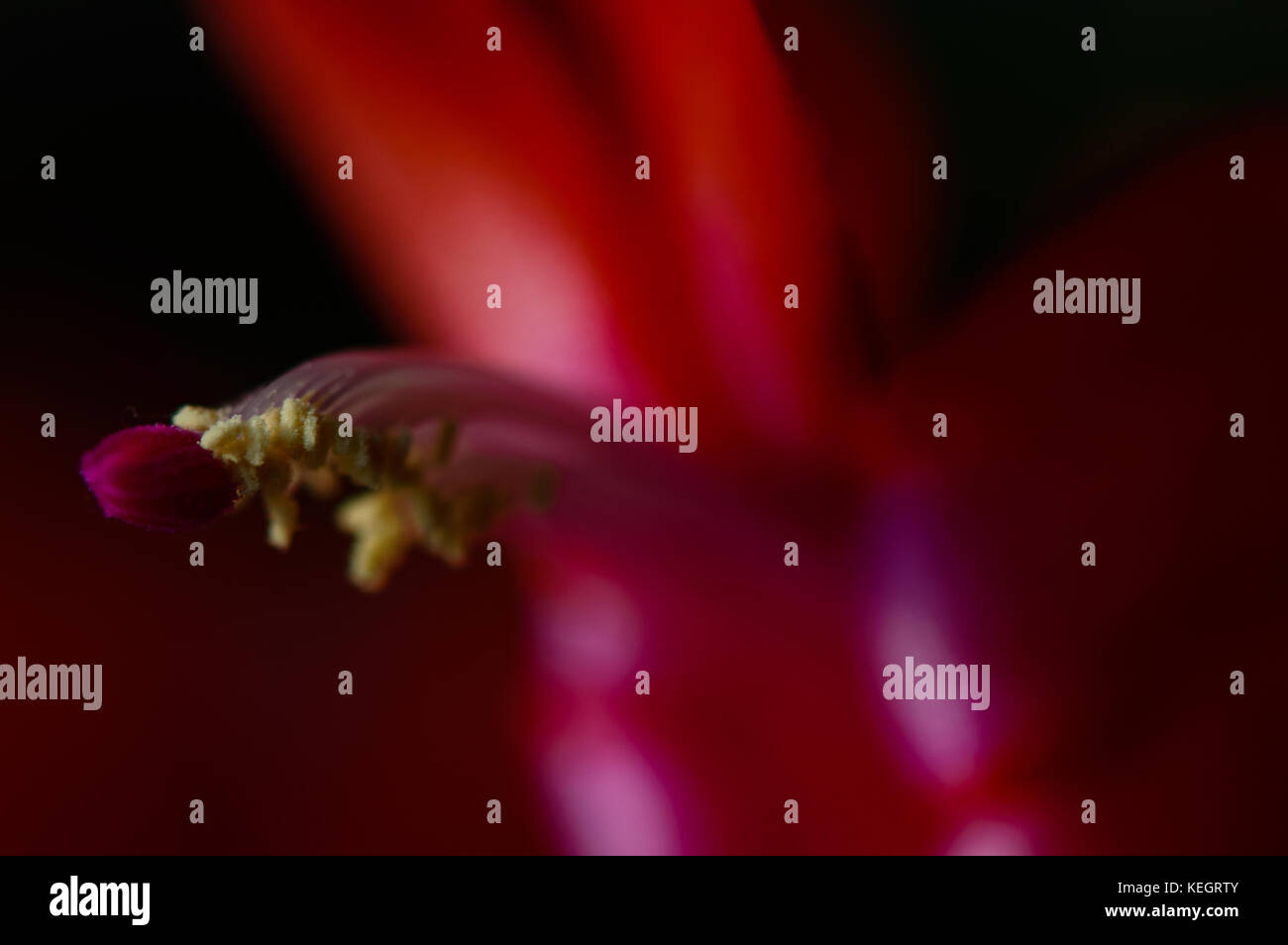 closeup of beautiful red colored flowers with blur background nature ...
