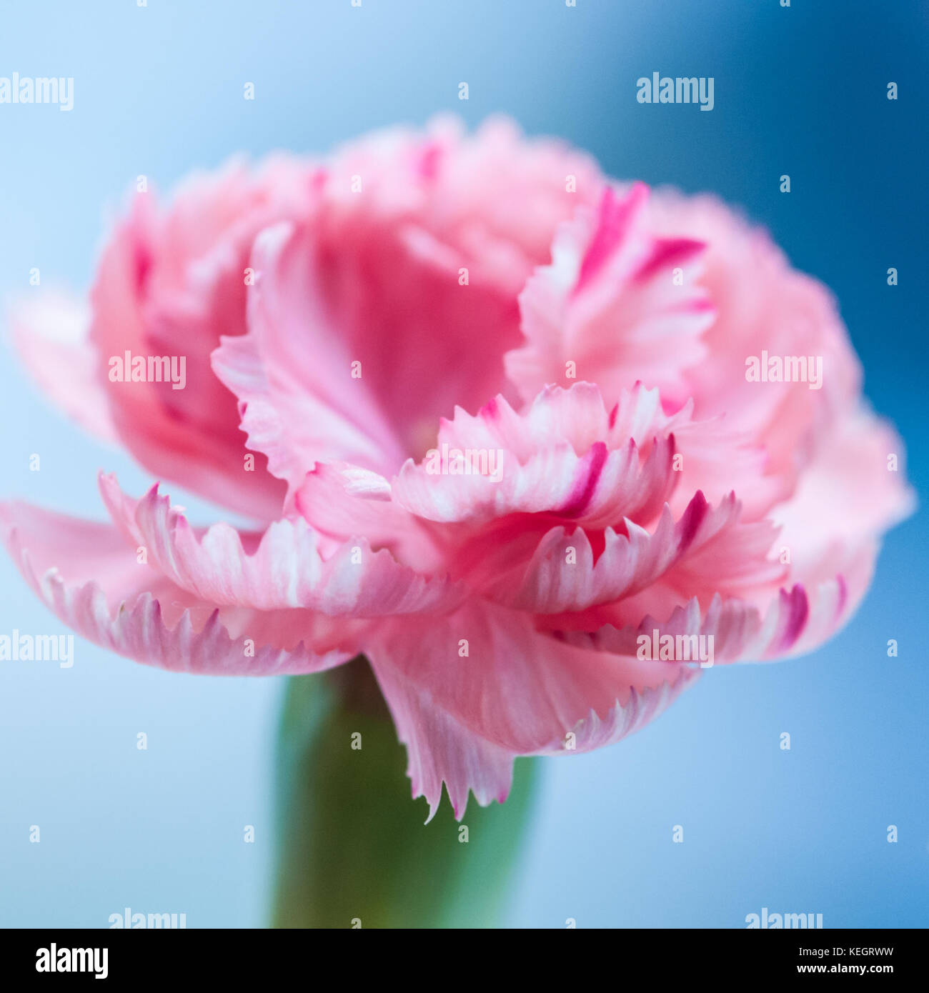 Frilly carnation hi-res stock photography and images - Alamy