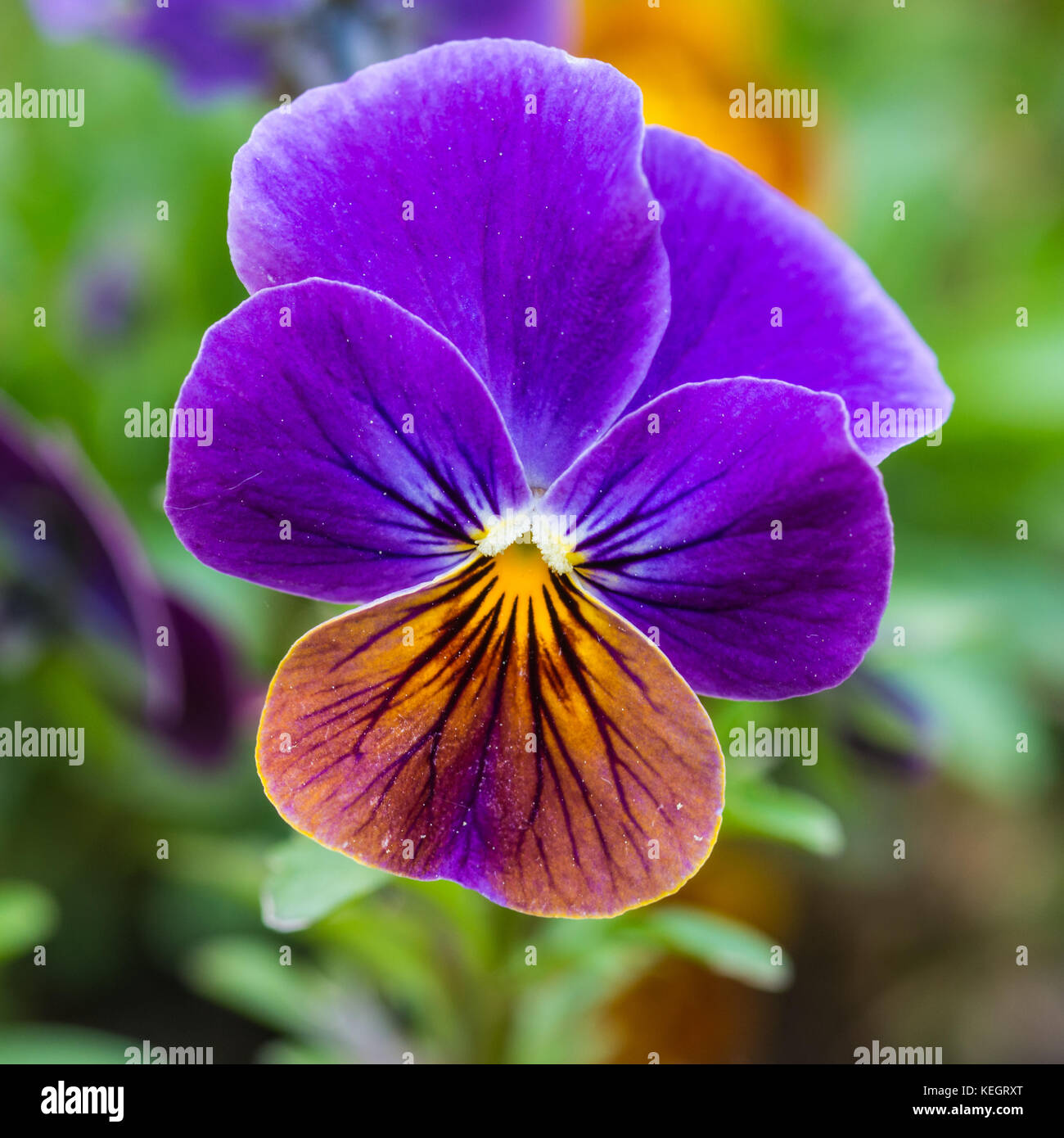 A macro shot of a predominantly purple viola bloom Stock Photo - Alamy
