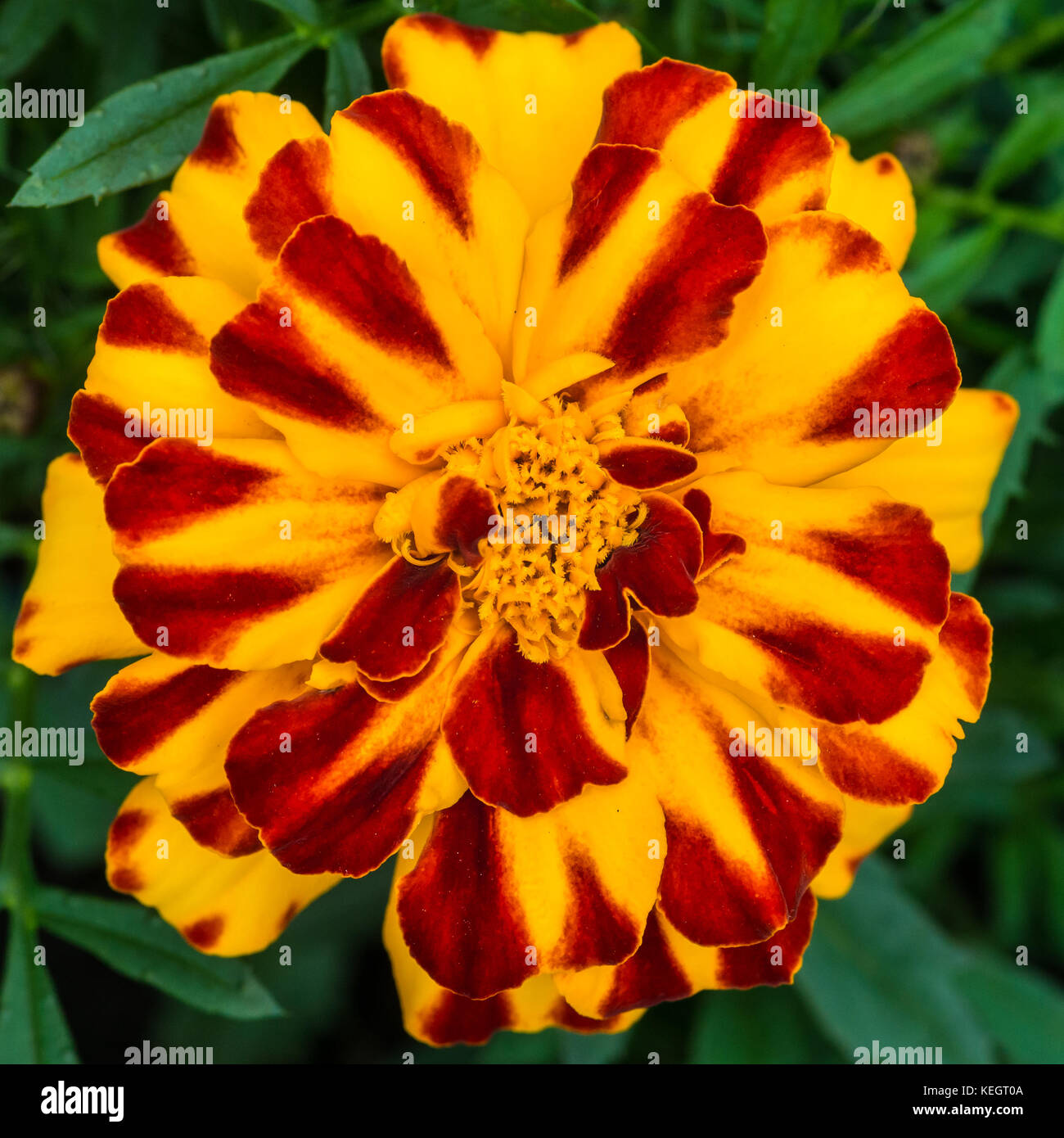 Marigold bloom hi-res stock photography and images - Alamy