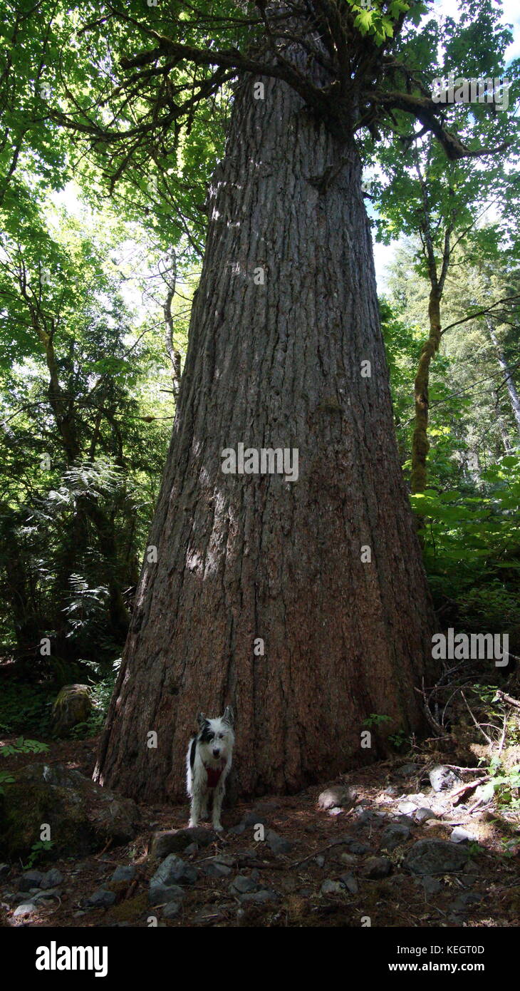 Exploring Washington State, The Great Pacific Northwest Stock Photo - Alamy