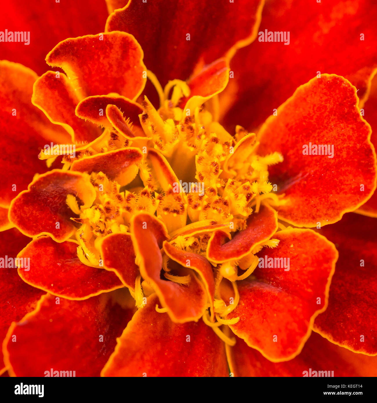 A macro shot of a dark orange coloured french marigold Stock Photo - Alamy