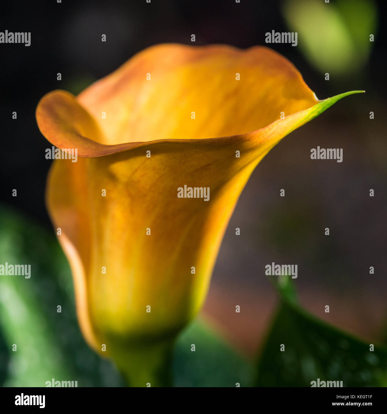 A macro shot of an orange calla lily bloom Stock Photo - Alamy