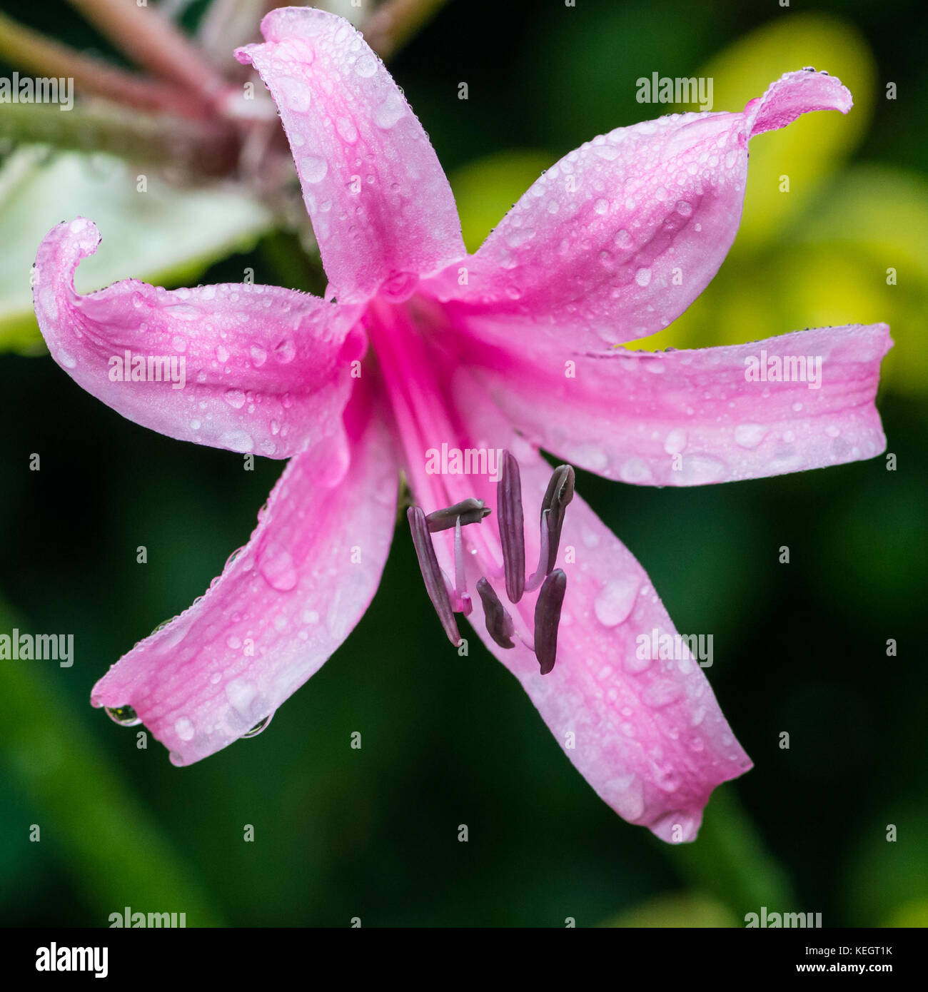 Nerine hi-res stock photography and images - Alamy