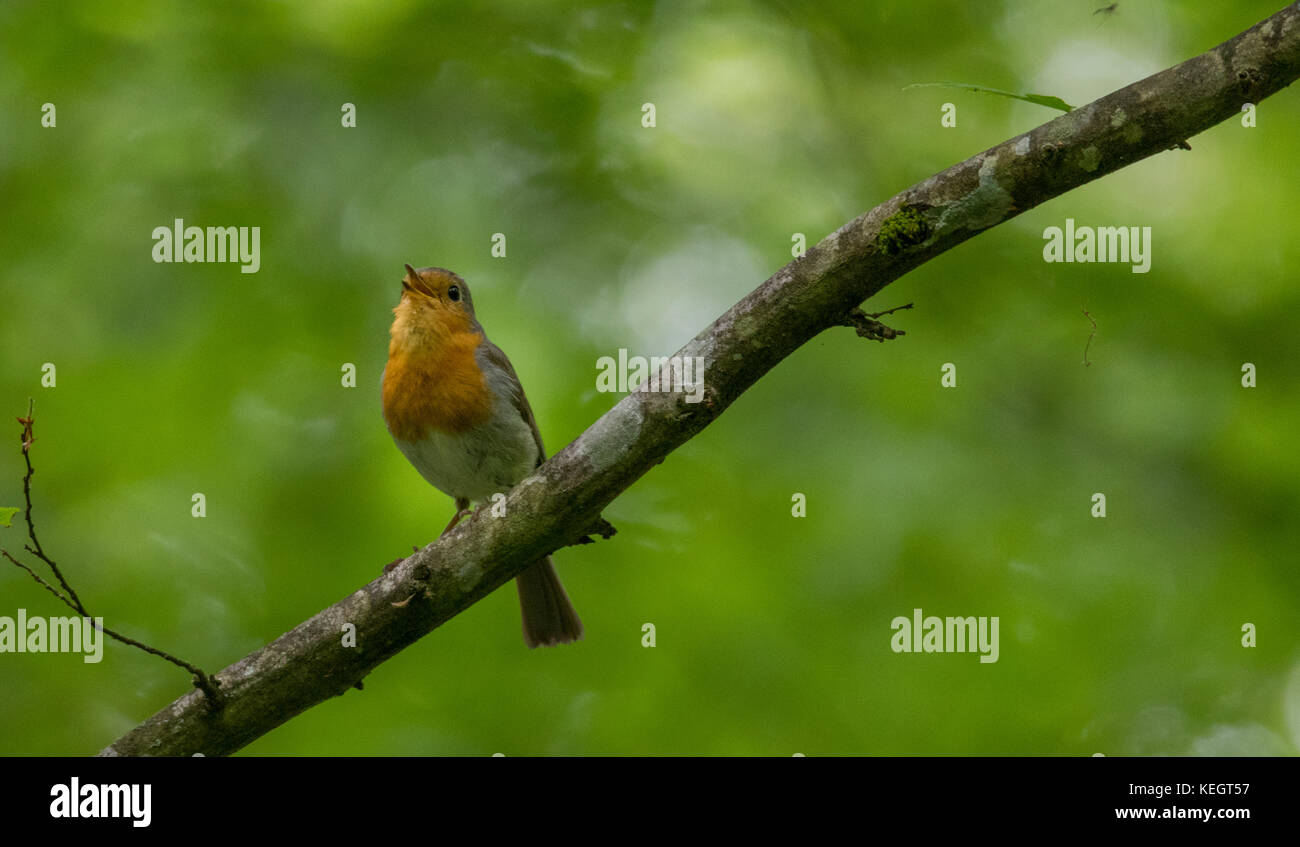 European robin (Erithacus rubecula) holding food against green fuzzy ...