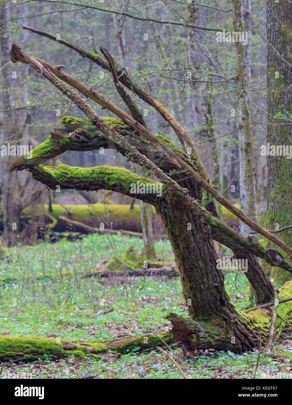 Huge broken moss wrapped branch oak tree in deciduous stand, Bialowieza ...