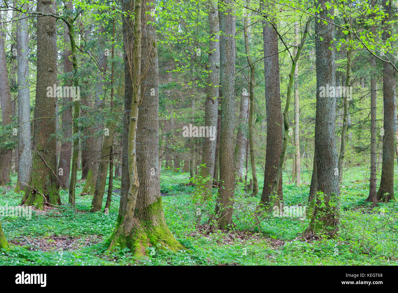 Old alder trees in spring with broken one in foreground, Bialowieza ...