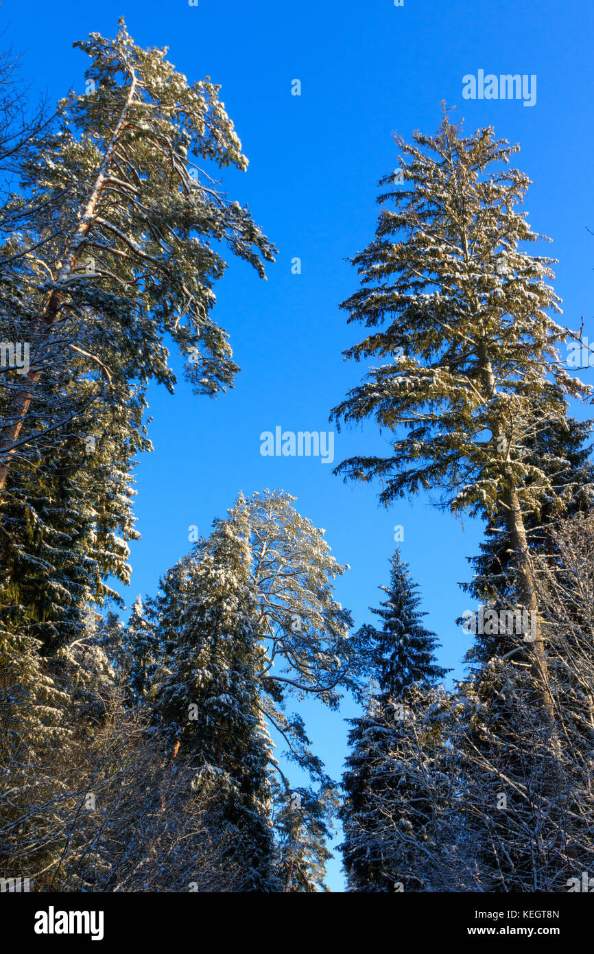 Old pine trees snow wrapped against deep blue sky in winter, Bialowieza ...