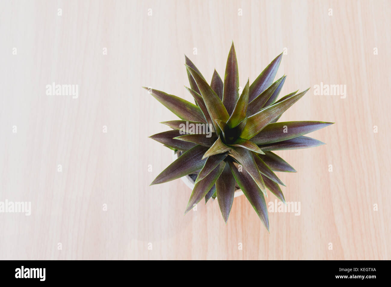 Potted trees top view hi-res stock photography and images - Alamy