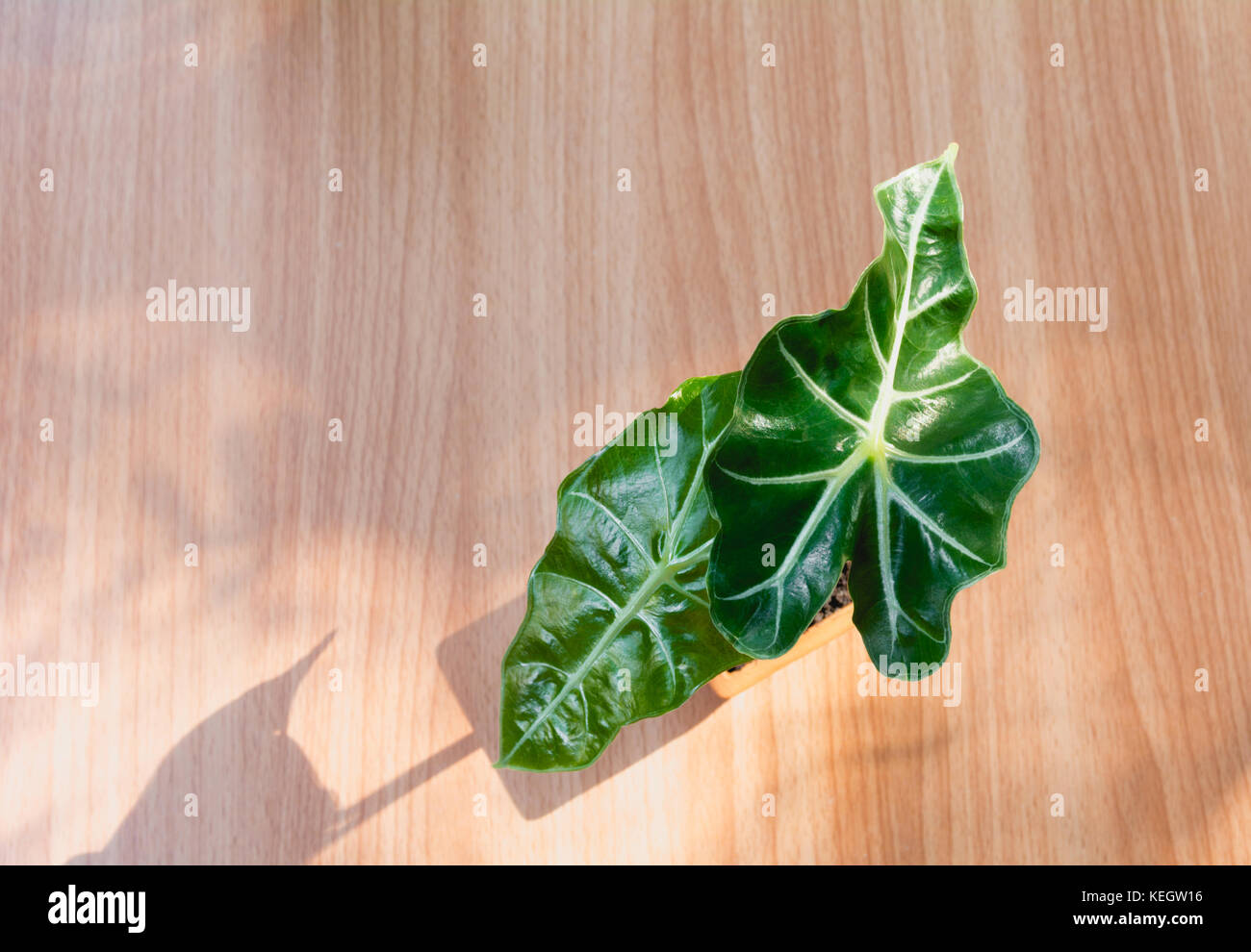Top view green potted plant, trees in the pot on wooden table ...