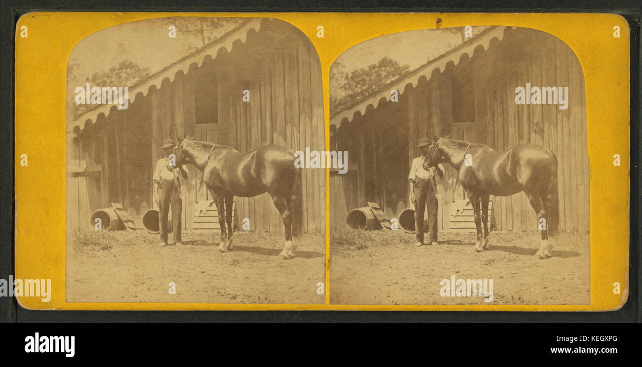 Lexington racehorse hi-res stock photography and images - Alamy