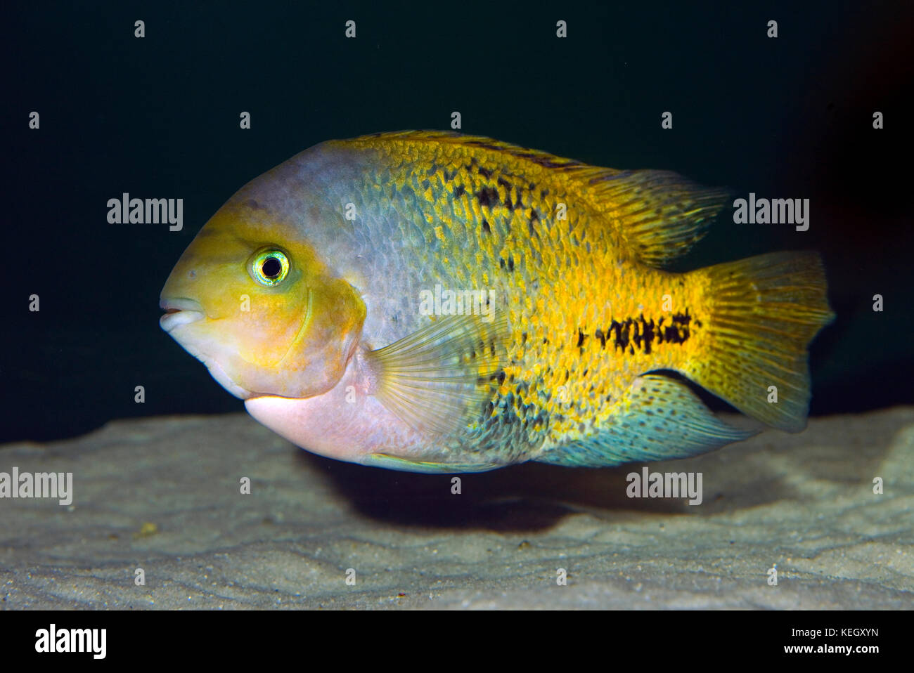 Tropical Fish Aquarium Stock Photos & Tropical Fish Aquarium Stock ...