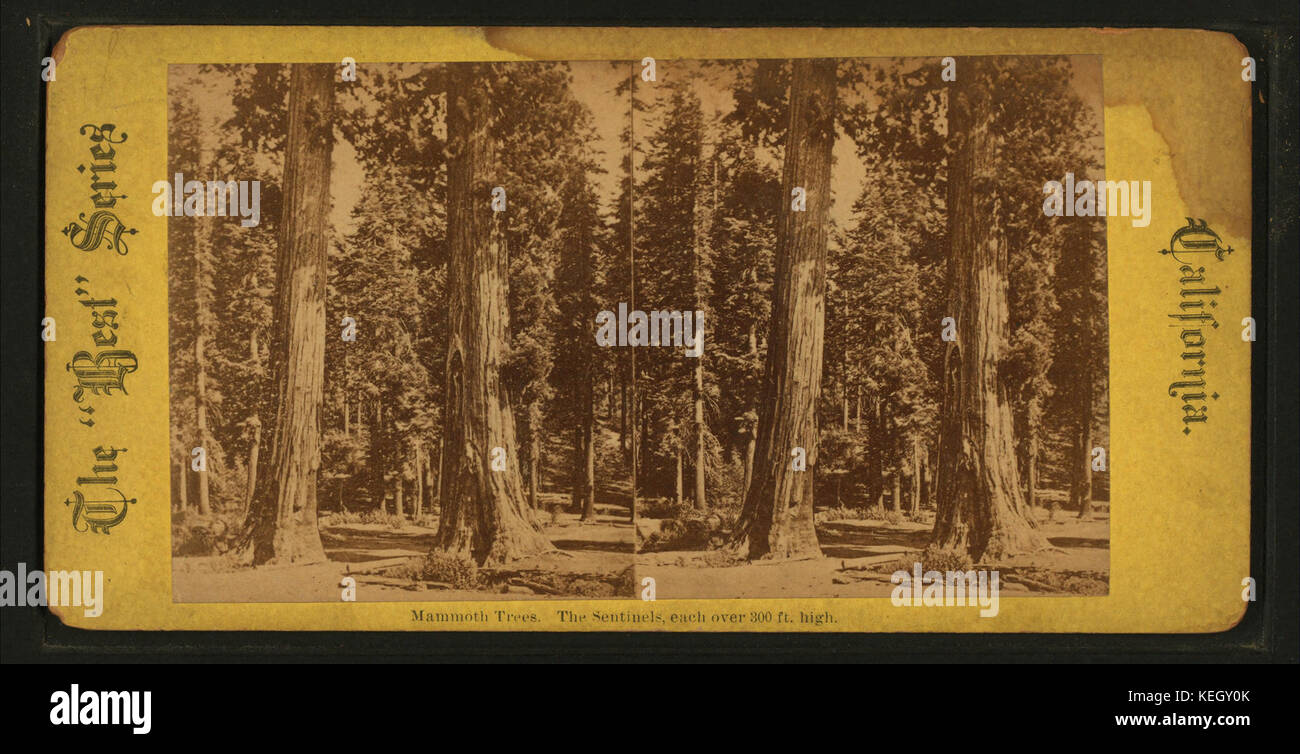 A stereoscopic view of the Mammoth Trees, towering at over 300 feet ...