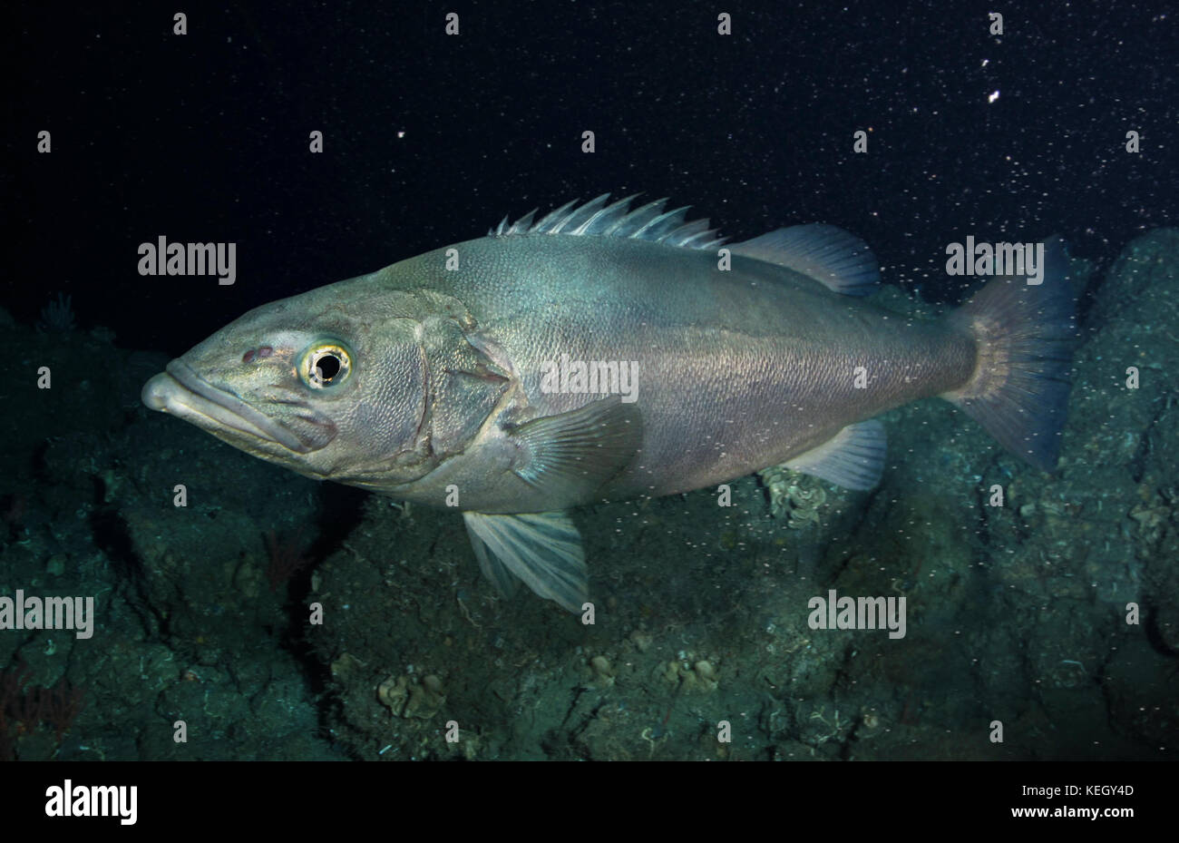 Whapuku High Resolution Stock Photography and Images - Alamy