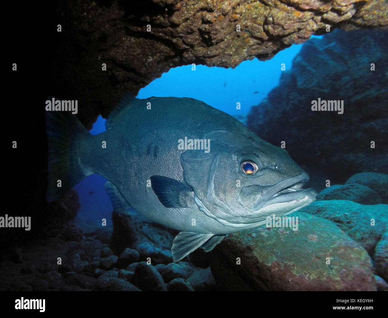 Atlantic Wreckfish High Resolution Stock Photography and Images - Alamy