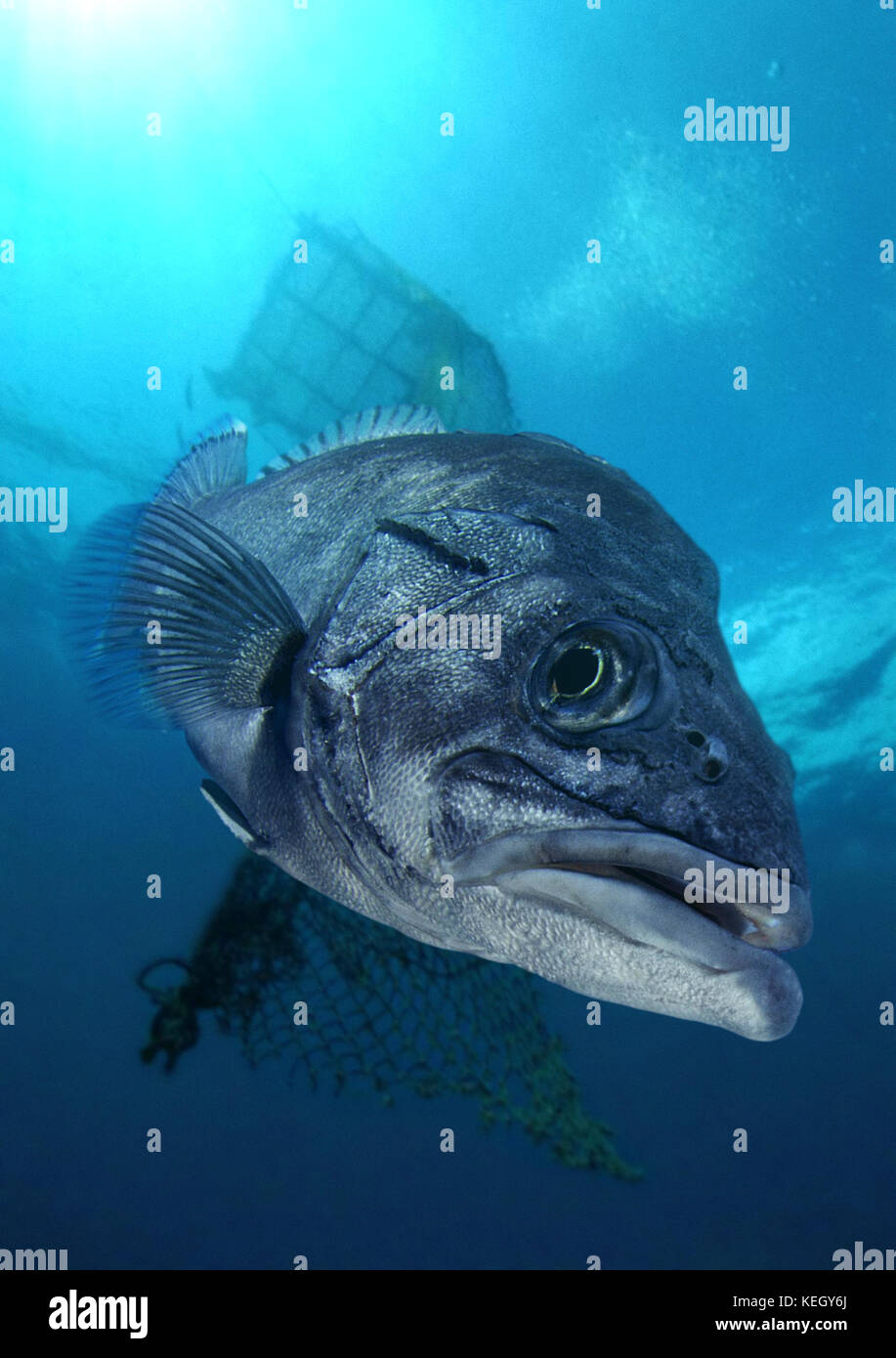 Polyprion Americanus Stock Photos & Polyprion Americanus Stock Images ...