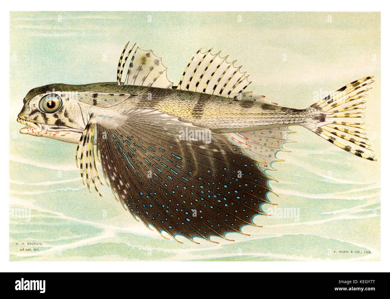 Dactylopterus volitans Baldwin Stock Photo - Alamy