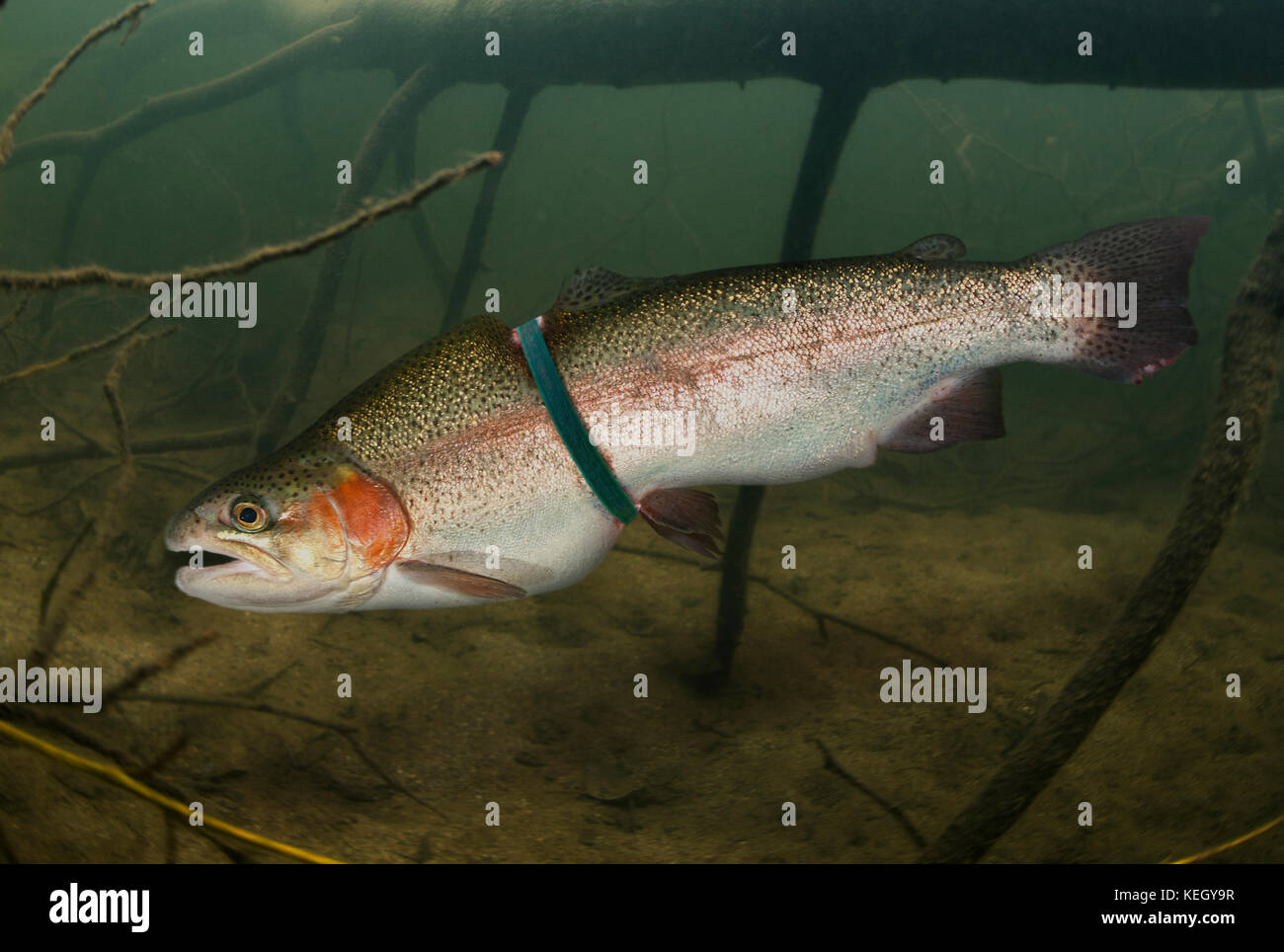 Fish Plastic Pollution Stock Photos & Fish Plastic Pollution Stock ...