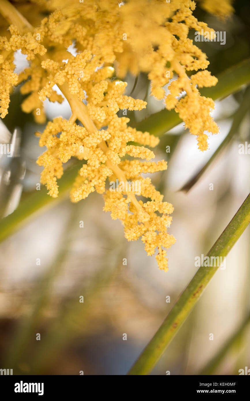 Palm tree flower yellow hi-res stock photography and images - Alamy
