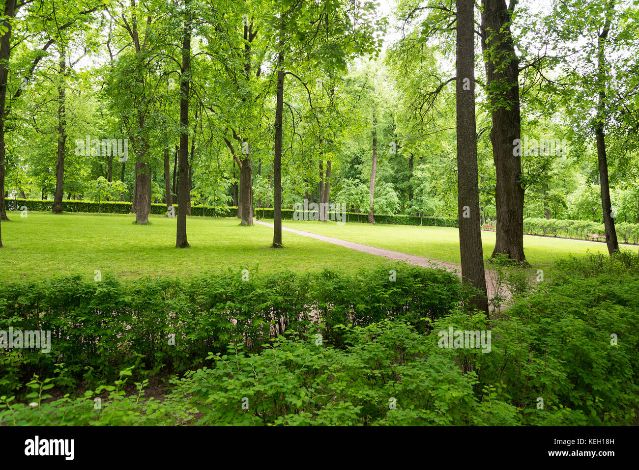 A small clearing with trees and lawn in the Park Stock Photo - Alamy