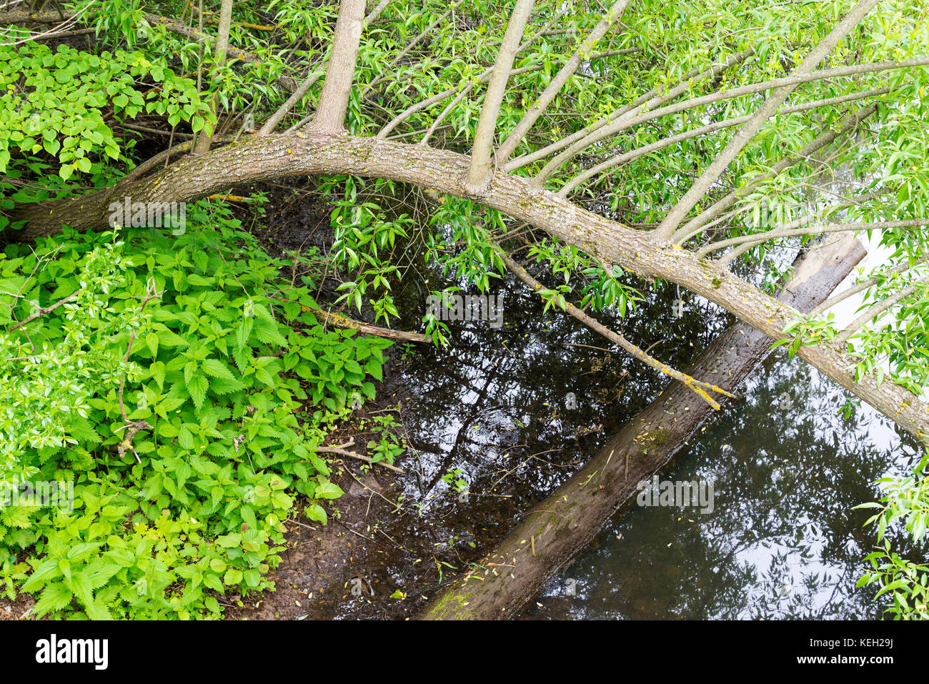 A fallen tree in the river after the hurricane Stock Photo - Alamy