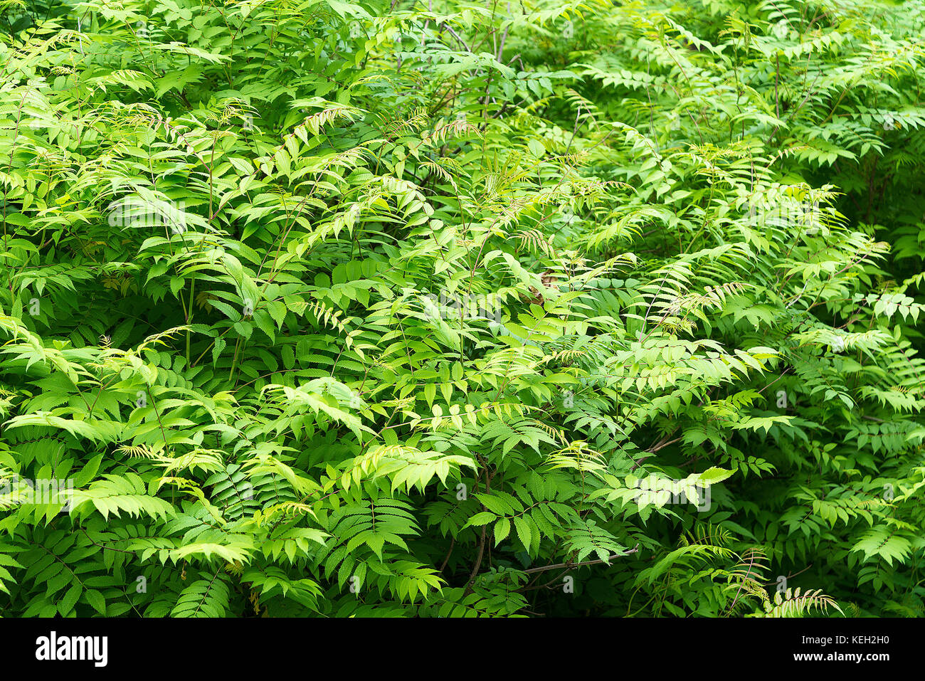 Many green leaves as a background on a summer day Stock Photo - Alamy