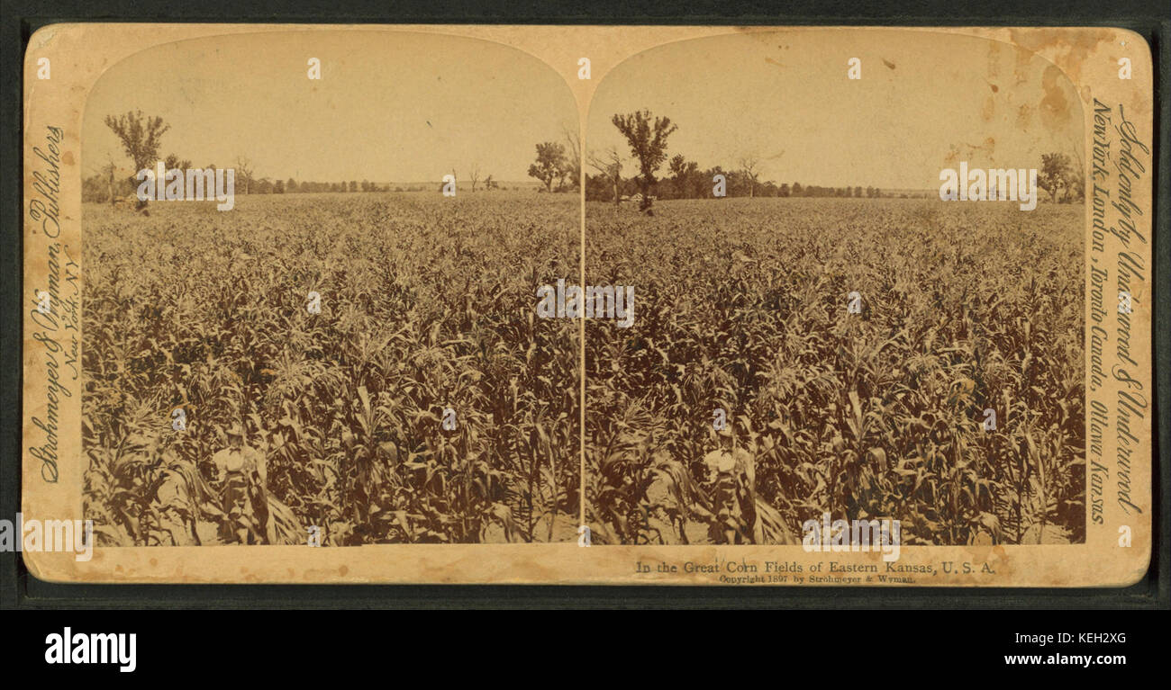 In the great corn fields of eastern Kansas, U.S.A, by Underwood ...