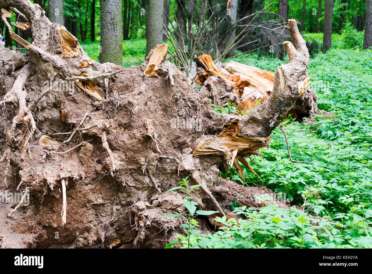 Fallen Spruce tree in the forest with morning mist Stock Photo - Alamy