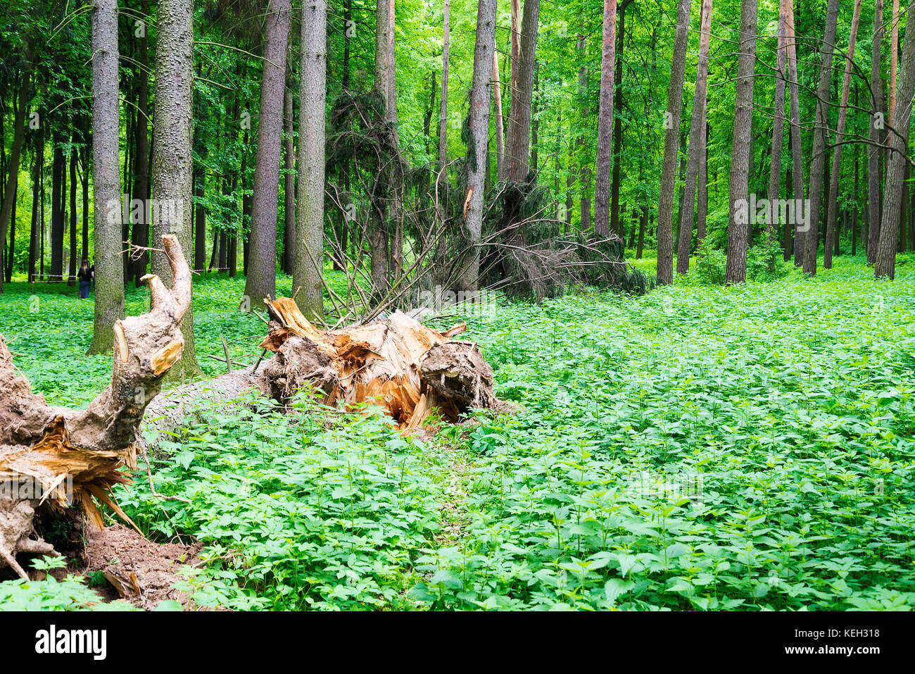 Fallen Spruce tree in the forest with morning mist Stock Photo - Alamy