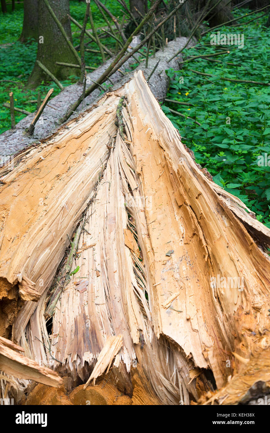 Fallen Spruce tree in the forest with morning mist Stock Photo - Alamy