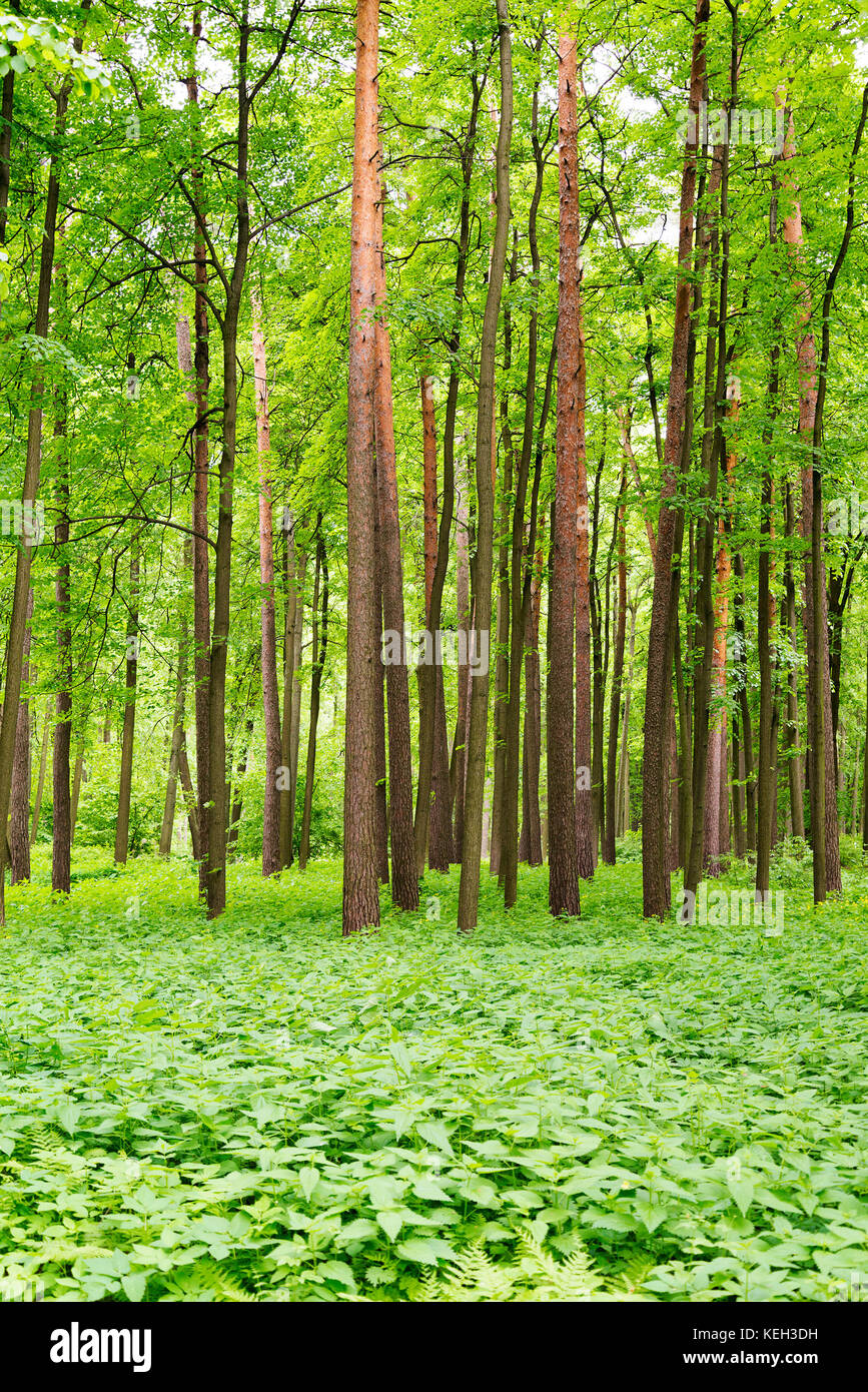 Dense pine forest with a shrub on a summer day Stock Photo - Alamy