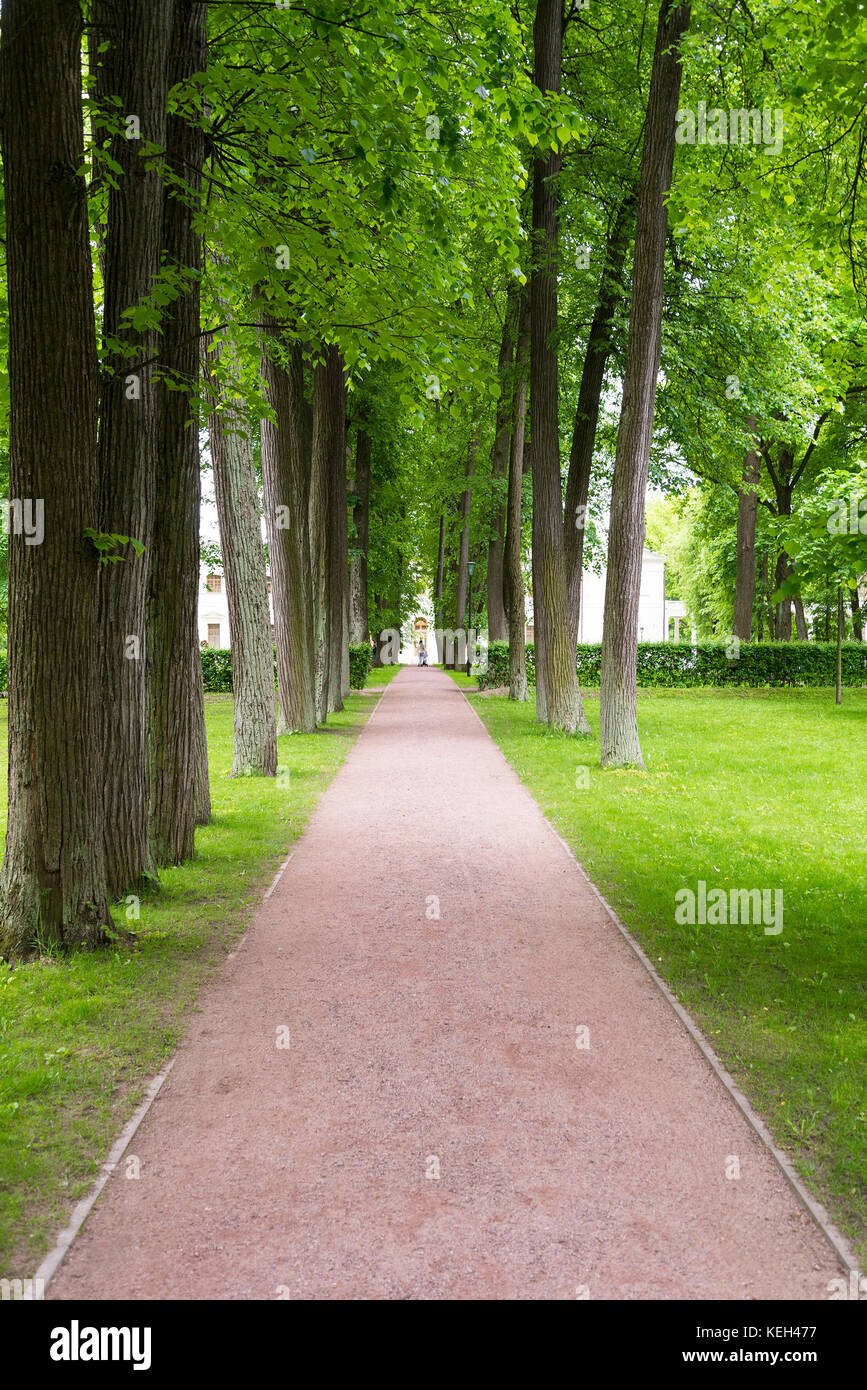 Tunnel of trees along a road hi-res stock photography and images - Alamy