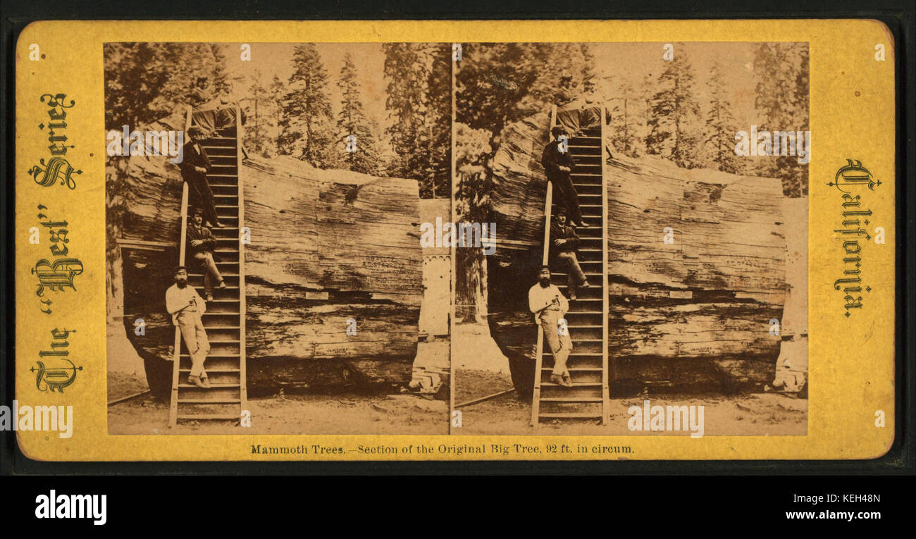 Mammoth trees section hi-res stock photography and images - Alamy